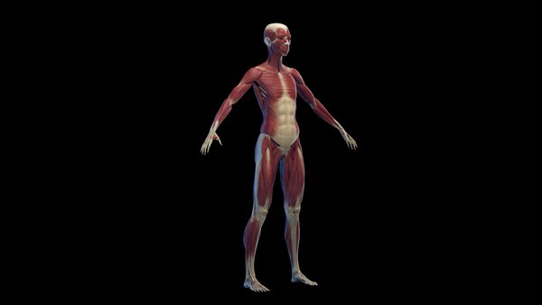 modelo 3d Human Female Skeleton and Muscles Static - TurboSquid 2063265
