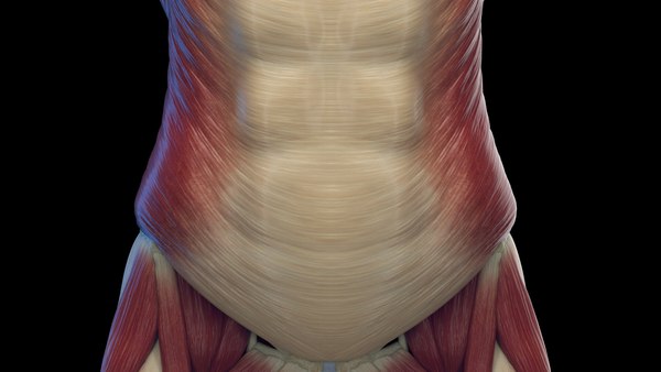 modelo 3d Human Female Skeleton and Muscles Static - TurboSquid 2063265