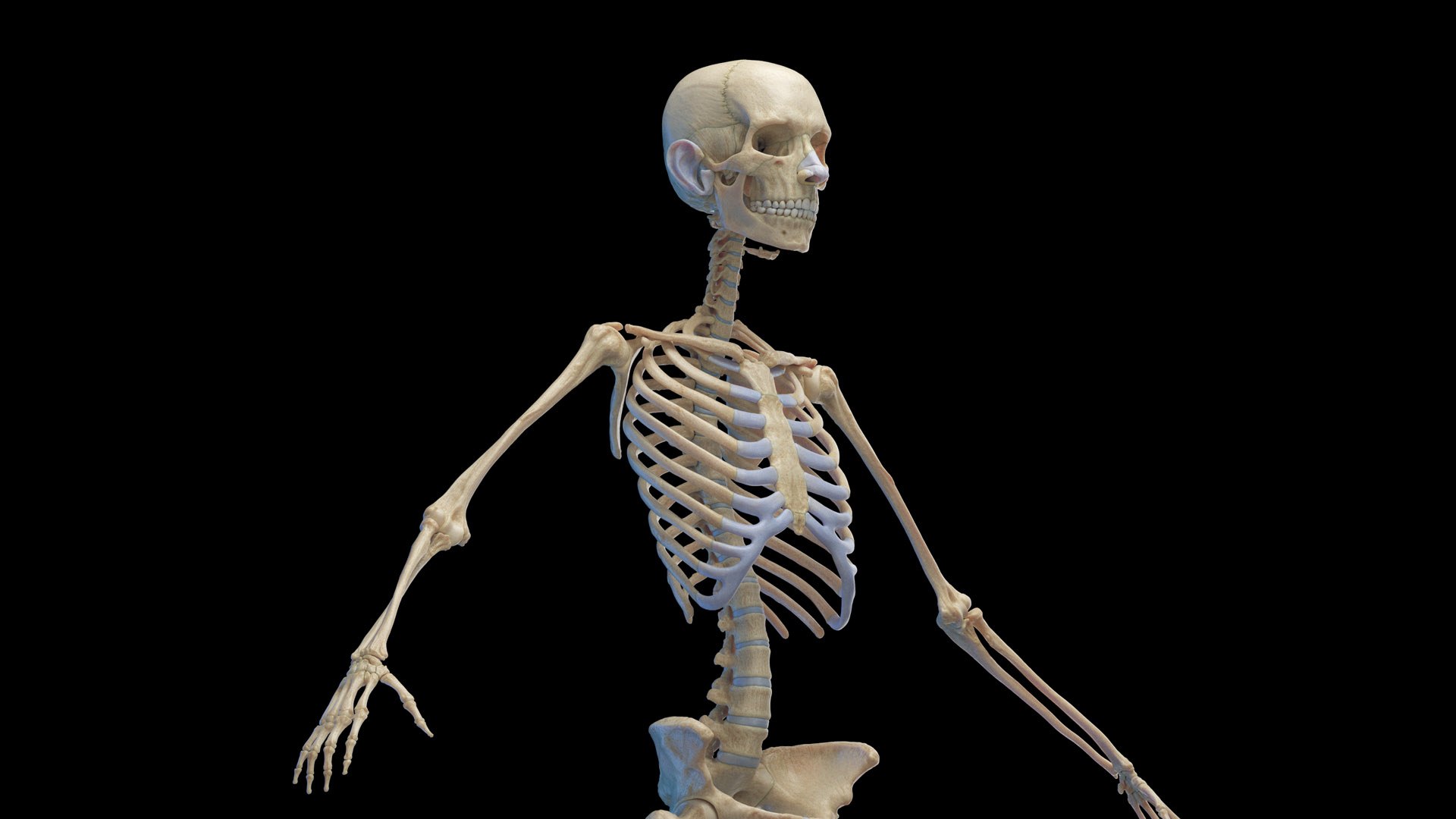 Human Female Skeleton and Muscles Static 3D model - TurboSquid 2063265