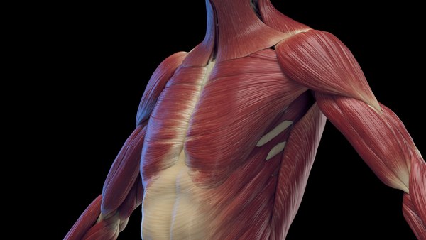 modelo 3d Human Female Skeleton and Muscles Static - TurboSquid 2063265