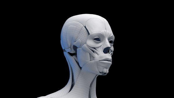 modelo 3d Human Female Skeleton and Muscles Static - TurboSquid 2063265