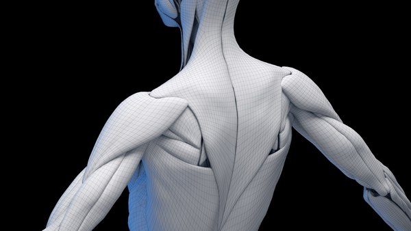 Human Female Skeleton and Muscles Static 3D model - TurboSquid 2063265
