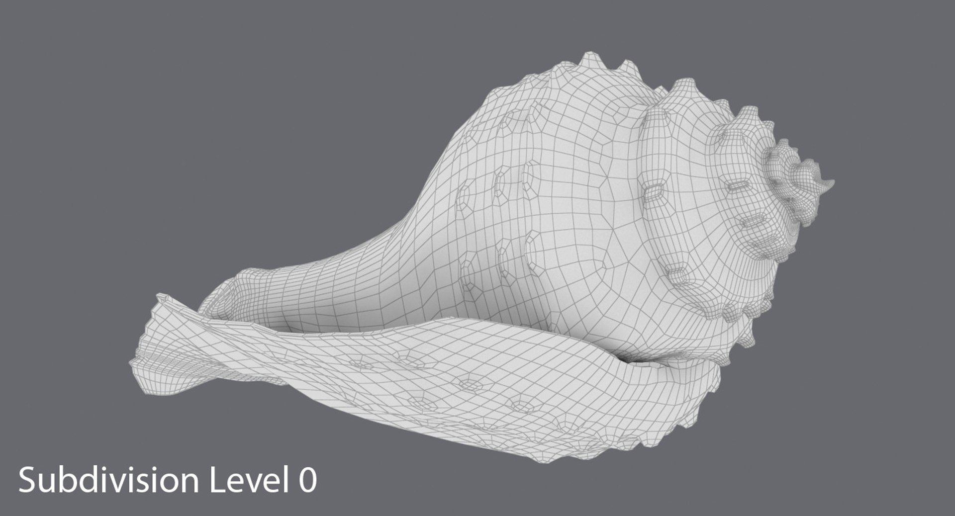 3D Conch-shells---shell-02 Model - TurboSquid 1155458