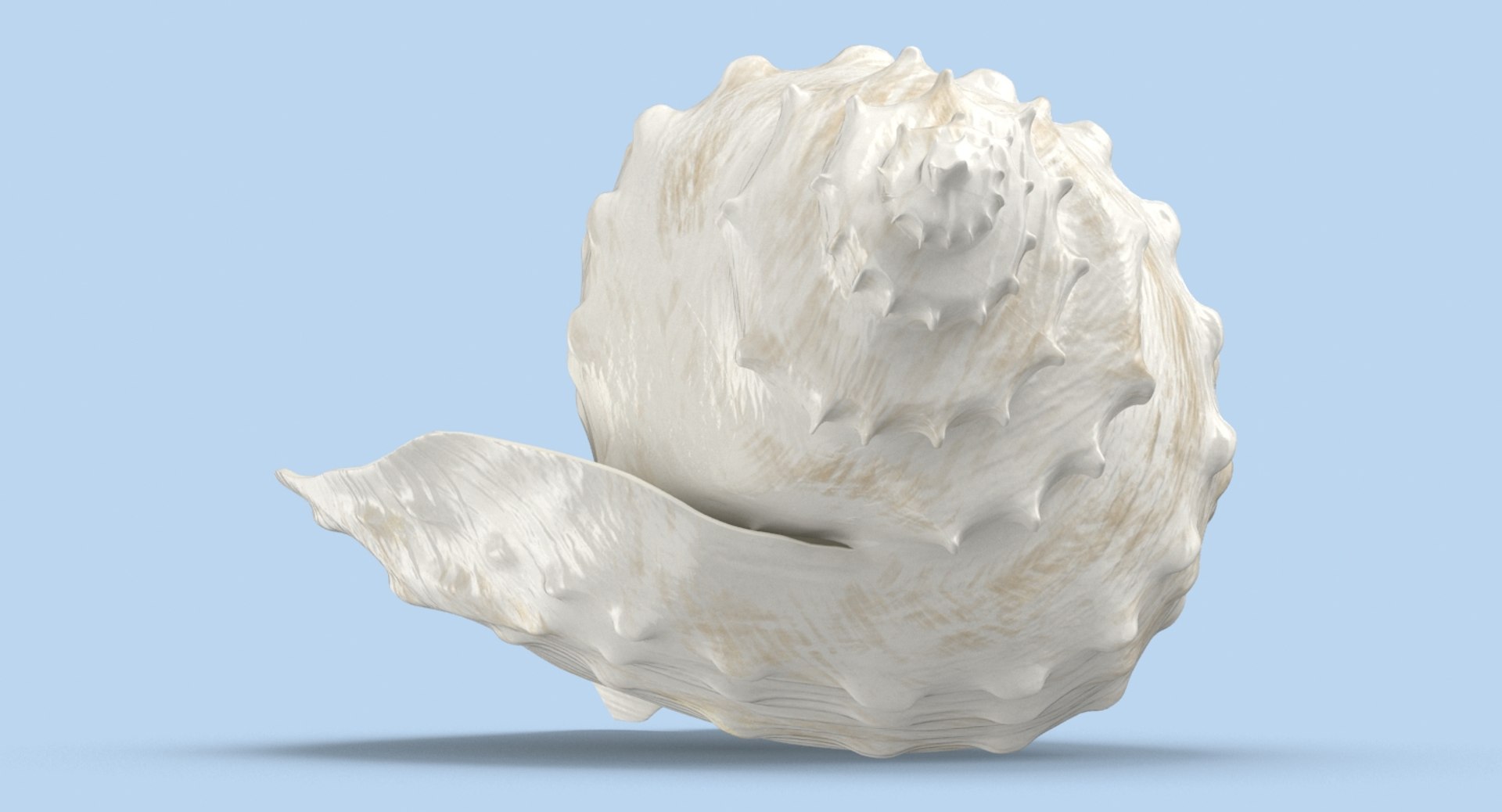 3D Conch-shells---shell-02 Model - TurboSquid 1155458