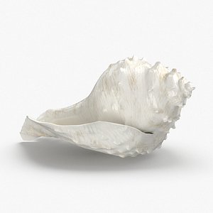 3D Conch Shell Models - Browse & Download Formats - TurboSquid