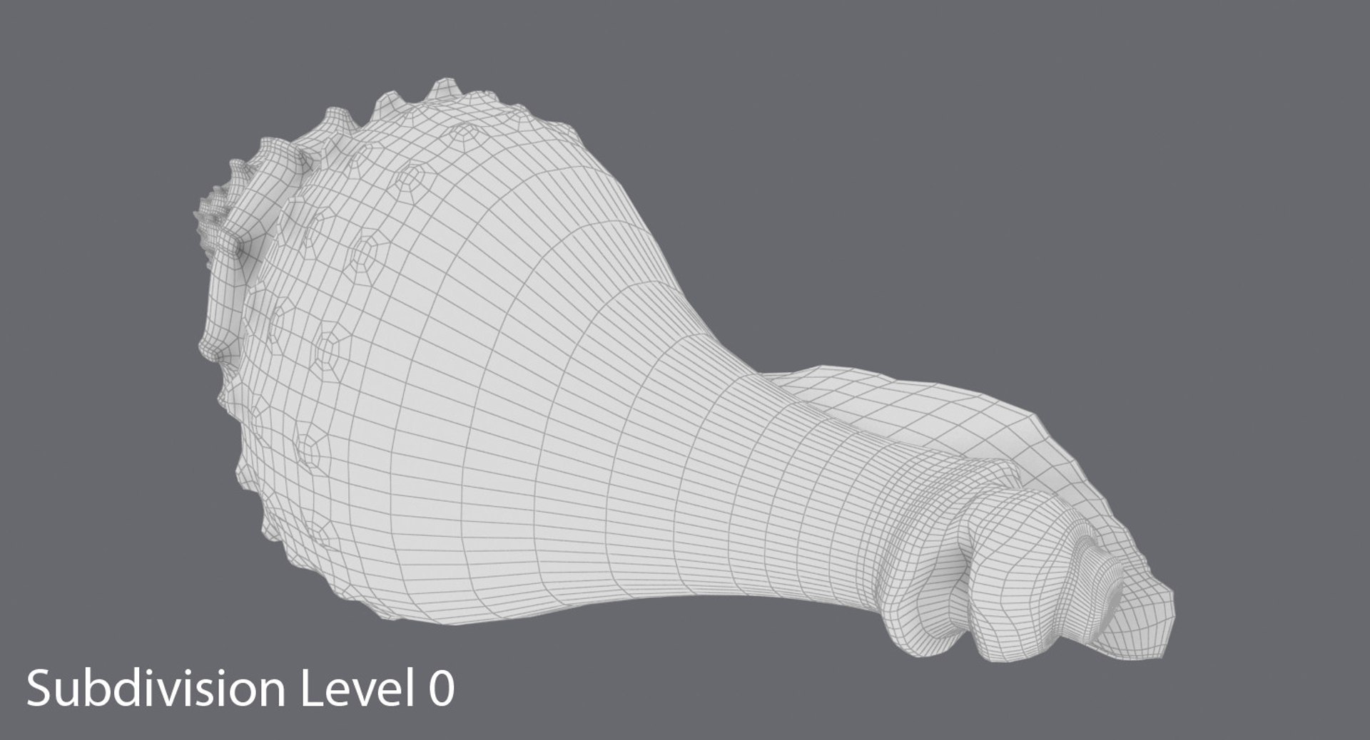 3D Conch-shells---shell-02 Model - TurboSquid 1155458