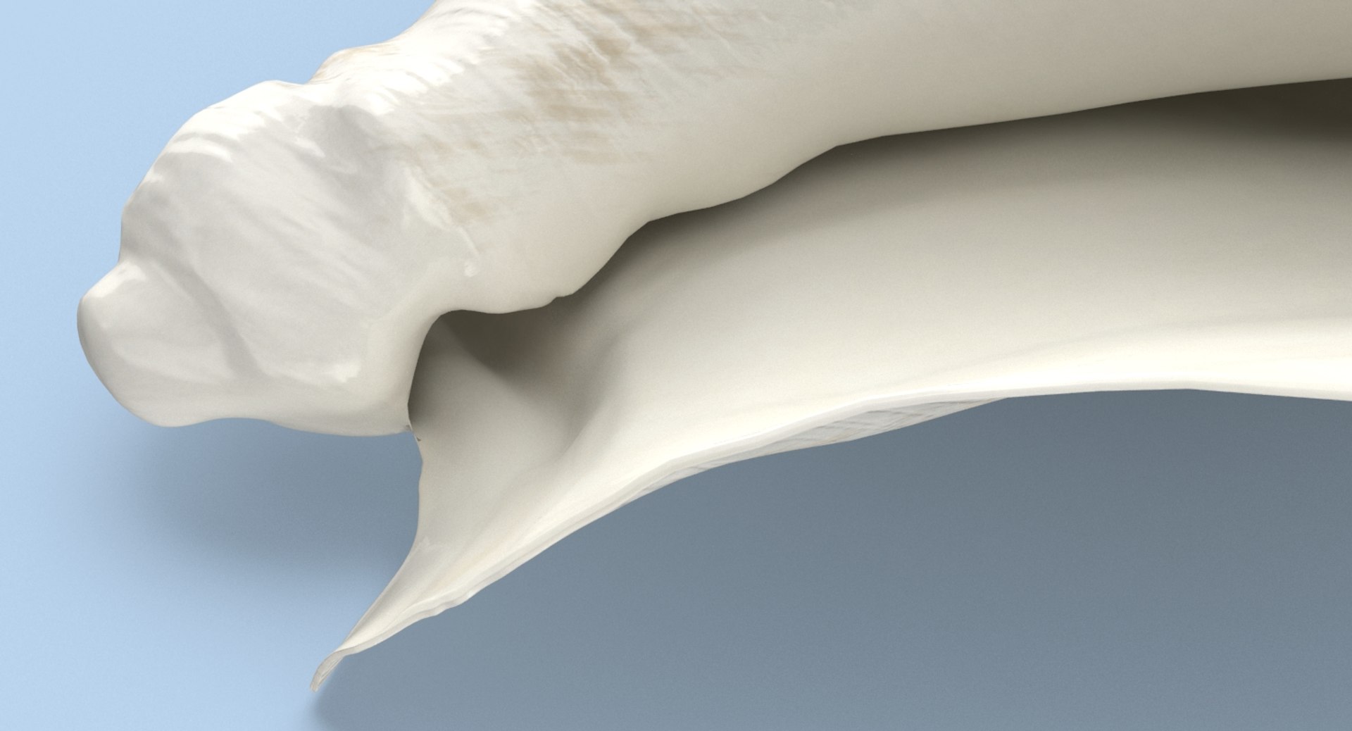 3D Conch-shells---shell-02 Model - TurboSquid 1155458