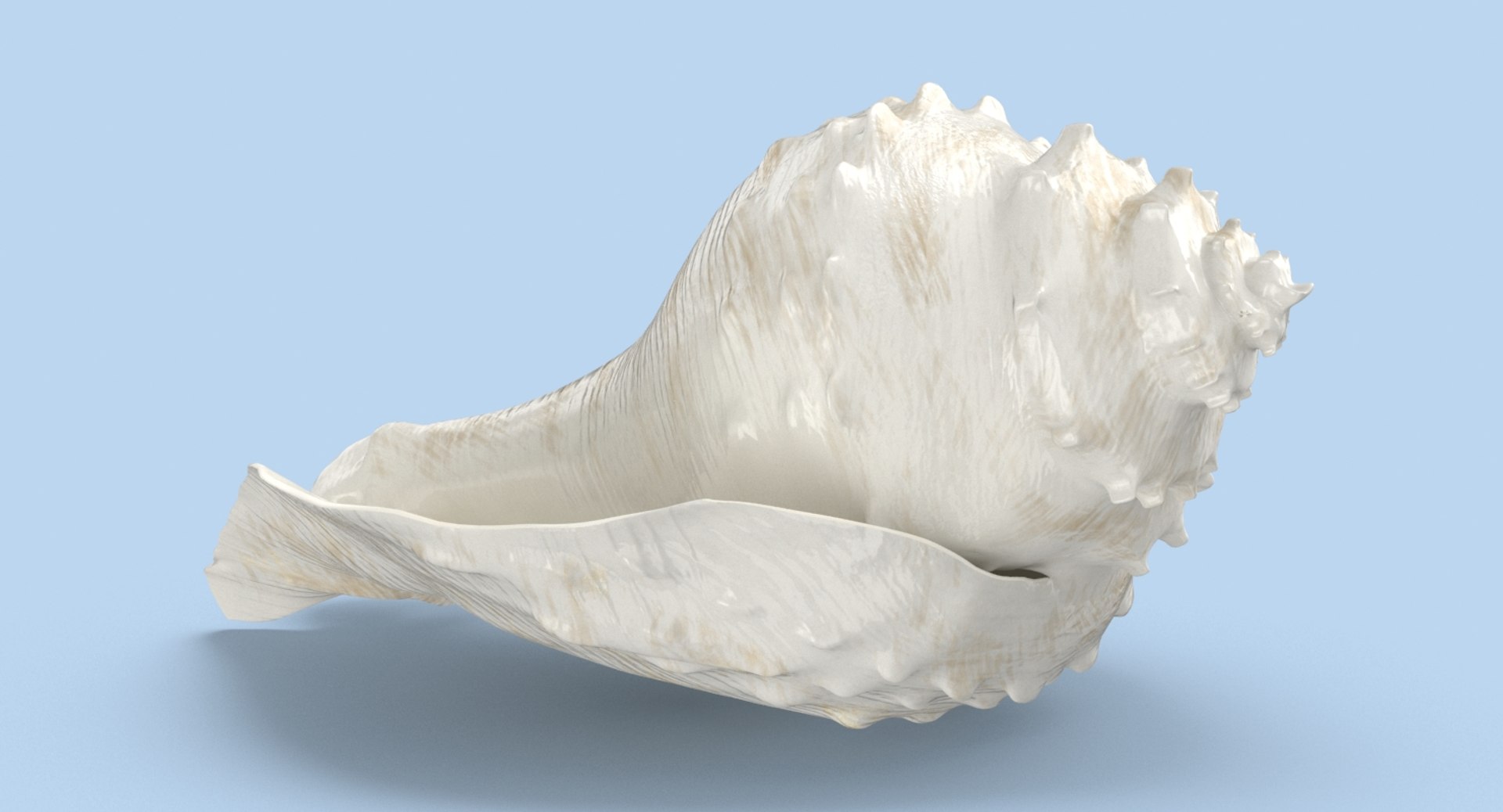 3D Conch-shells---shell-02 Model - TurboSquid 1155458