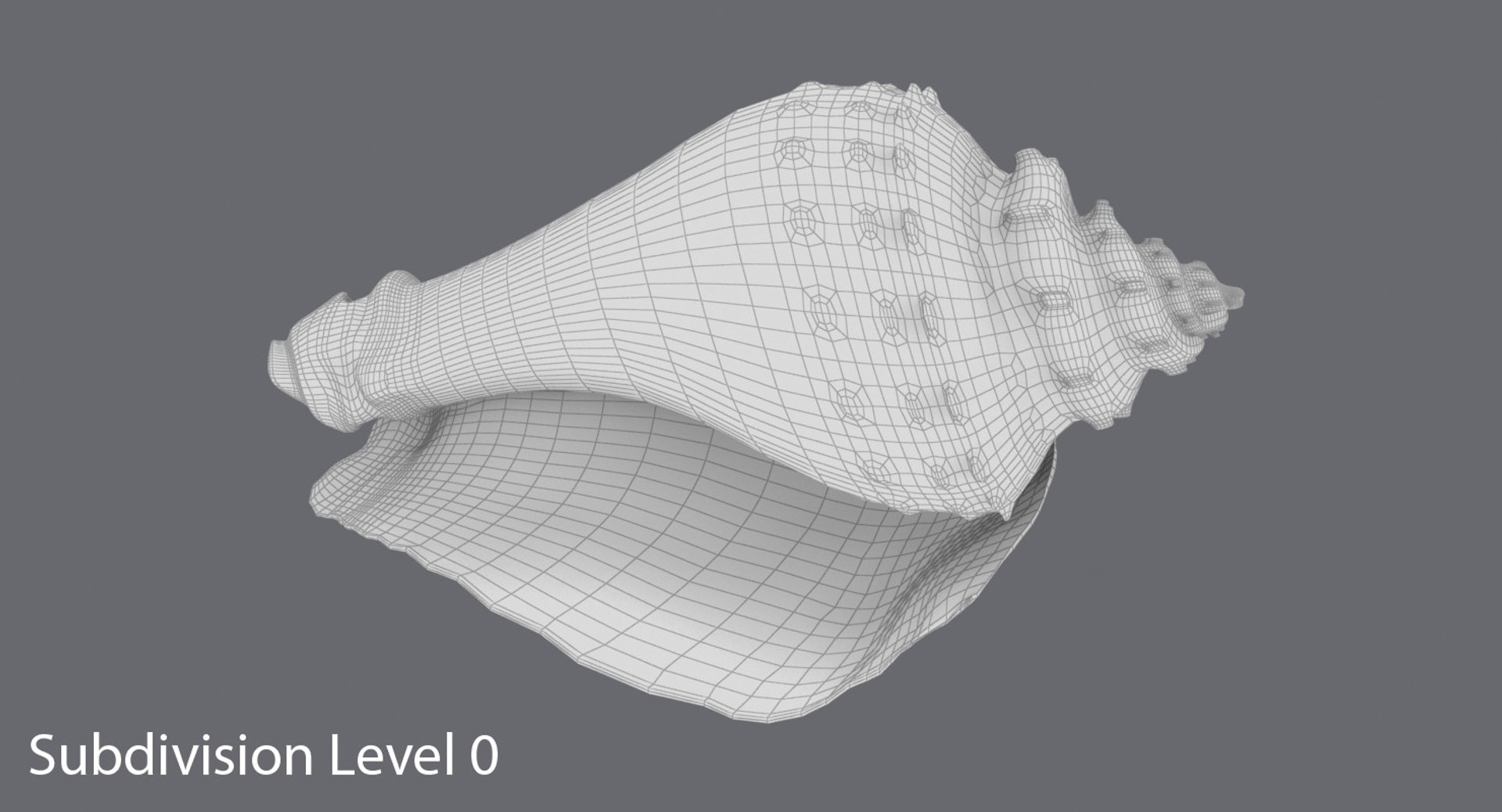 3D Conch-shells---shell-02 Model - TurboSquid 1155458