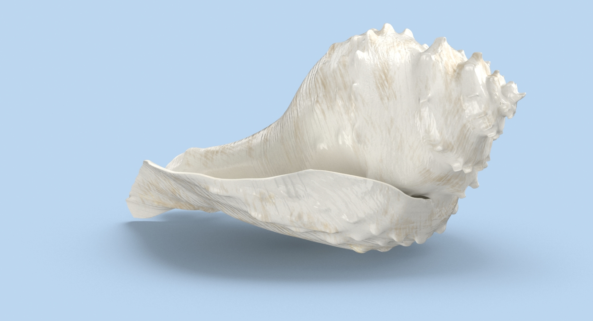 3D Conch-shells---shell-02 Model - TurboSquid 1155458