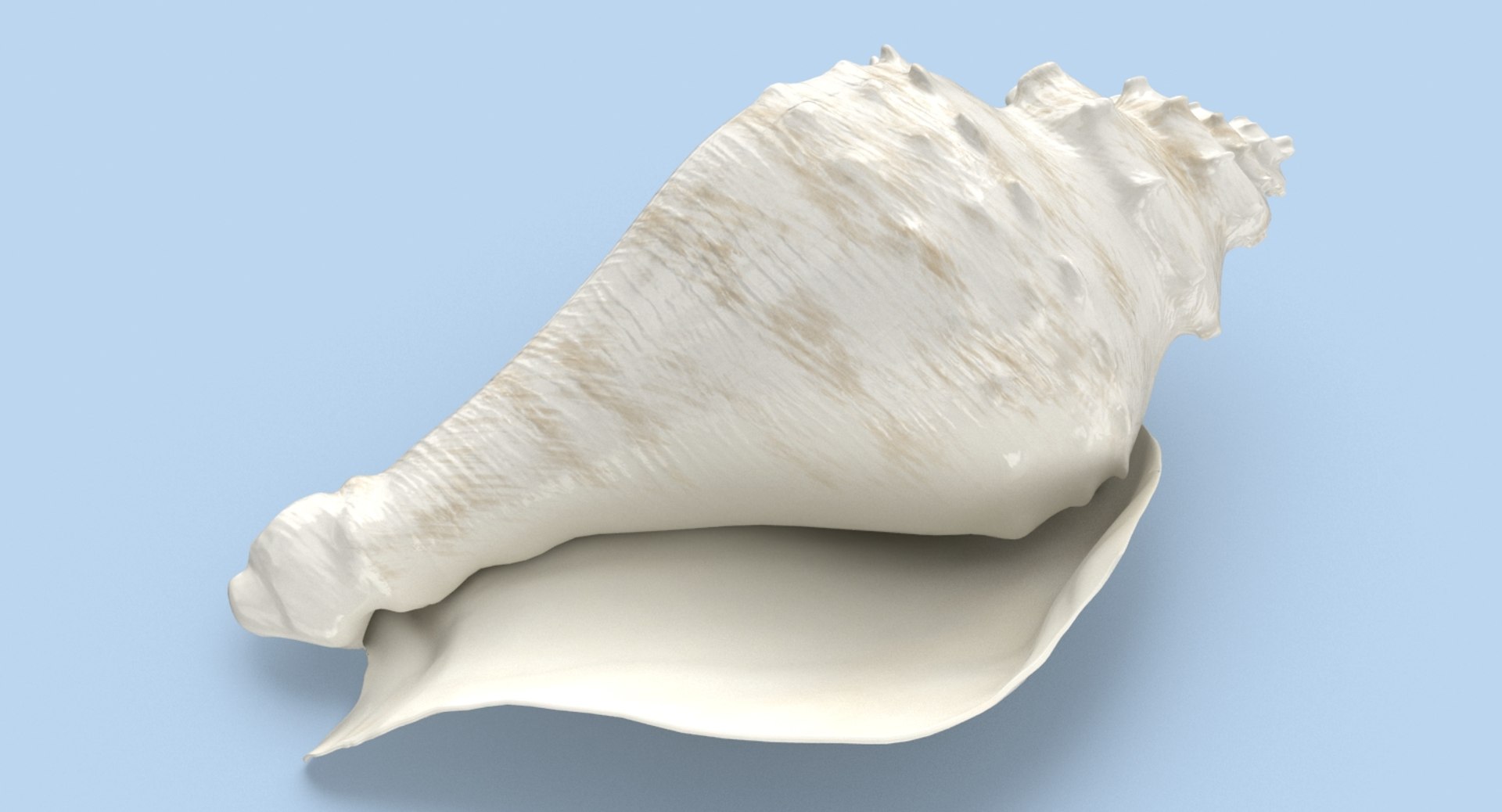 3D Conch-shells---shell-02 Model - TurboSquid 1155458