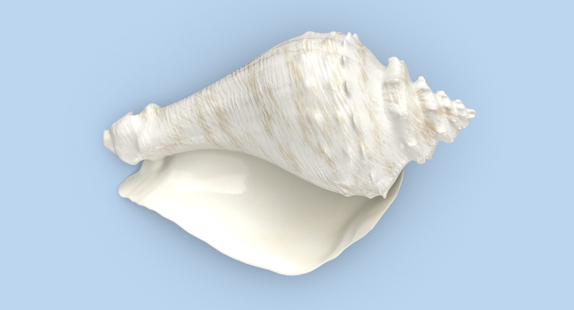 3D Conch-shells---shell-02 Model - TurboSquid 1155458