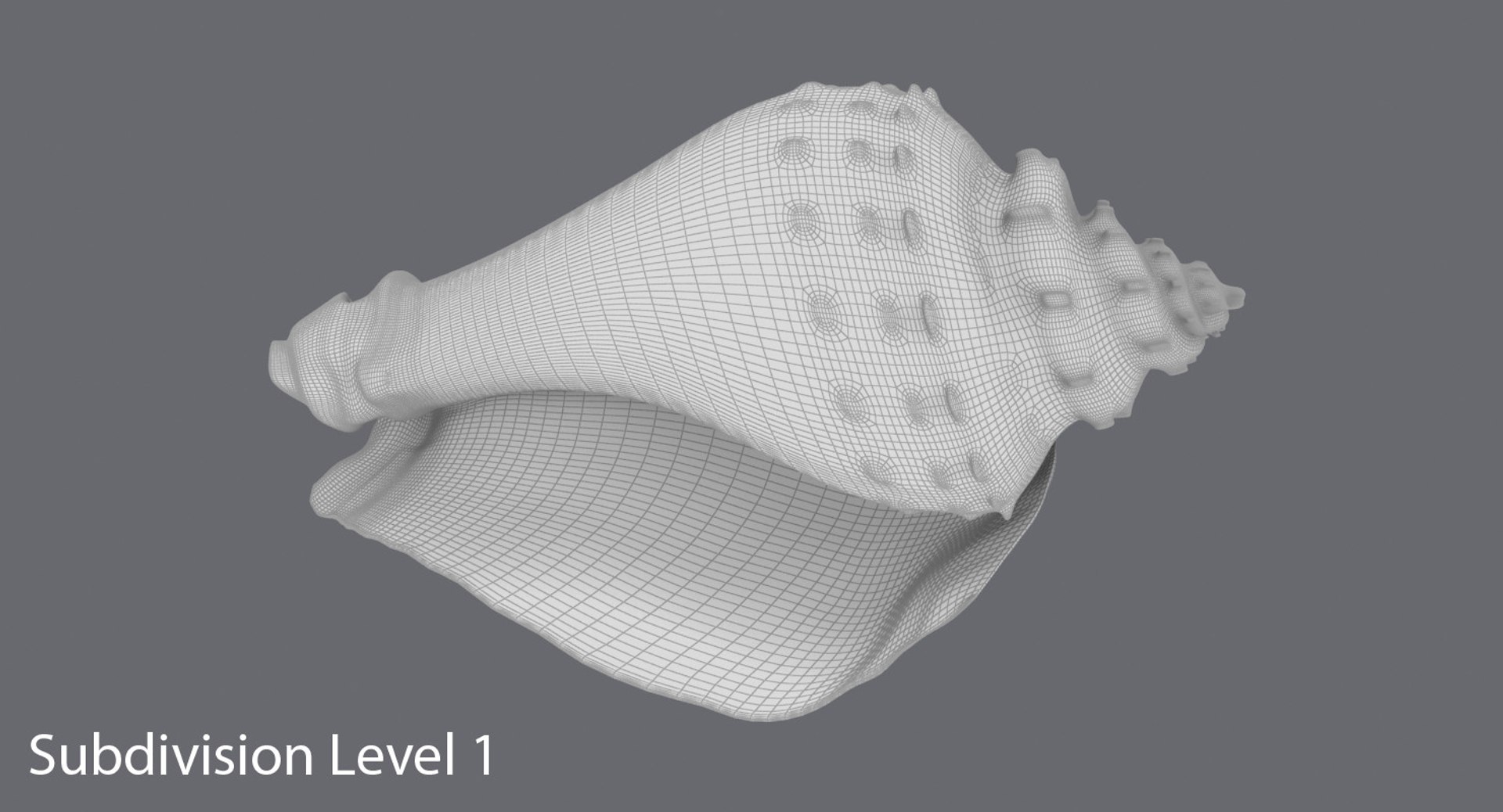 3D Conch-shells---shell-02 Model - TurboSquid 1155458