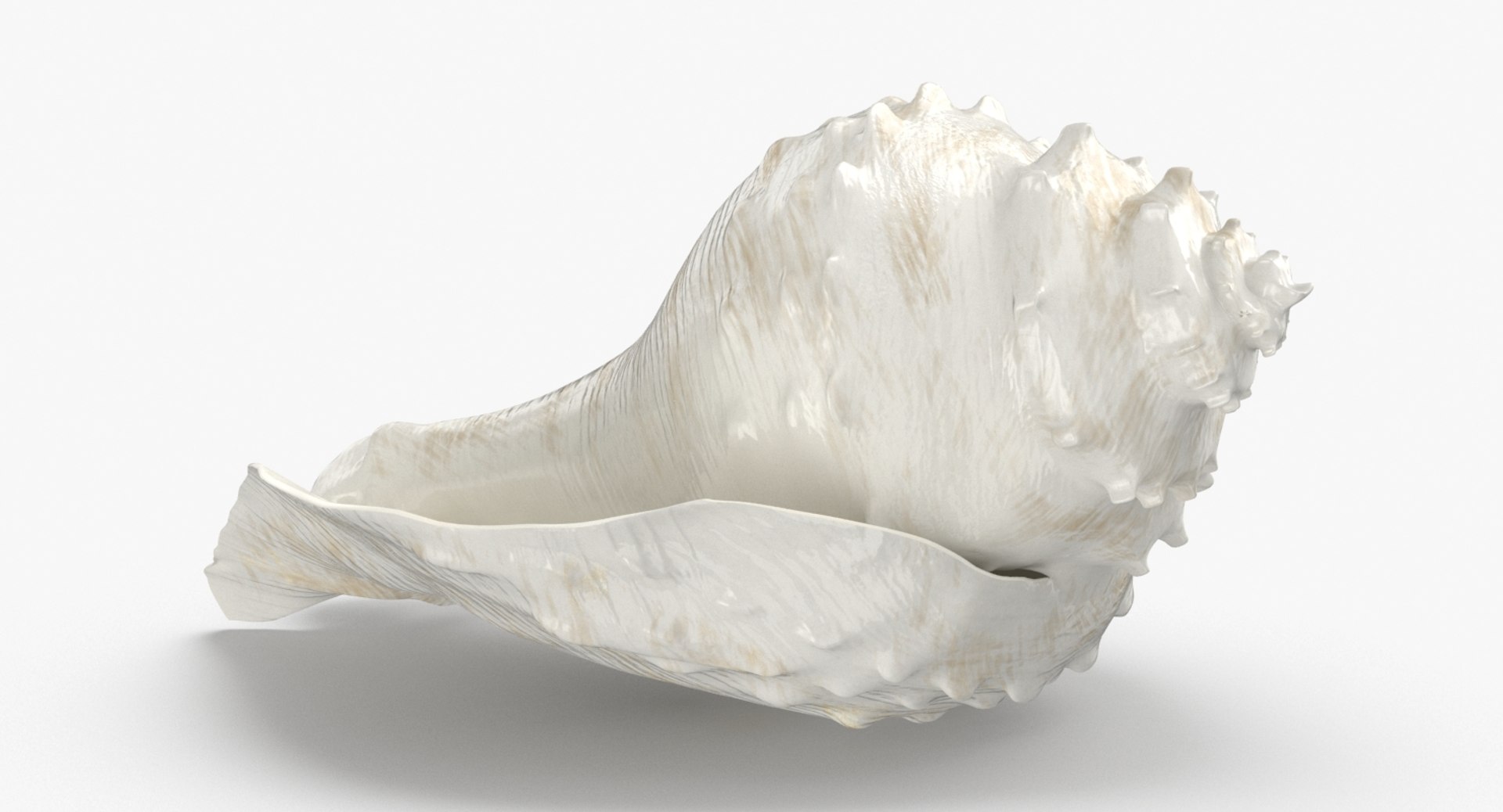 3D Conch-shells---shell-02 Model - TurboSquid 1155458