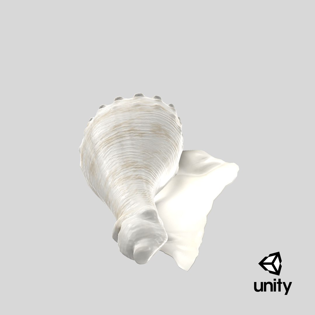 3D Conch-shells---shell-02 Model - TurboSquid 1155458