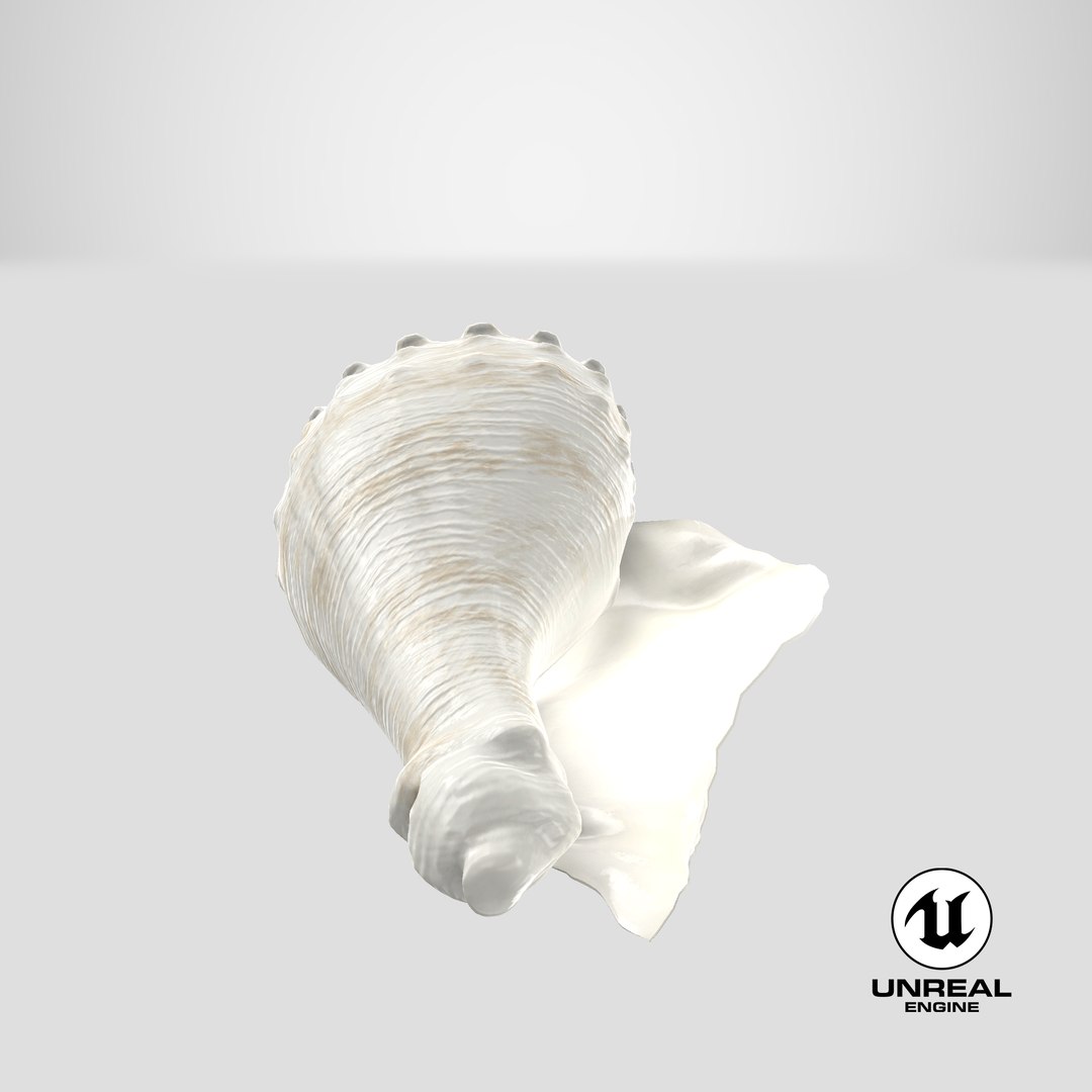 3D Conch-shells---shell-02 Model - TurboSquid 1155458