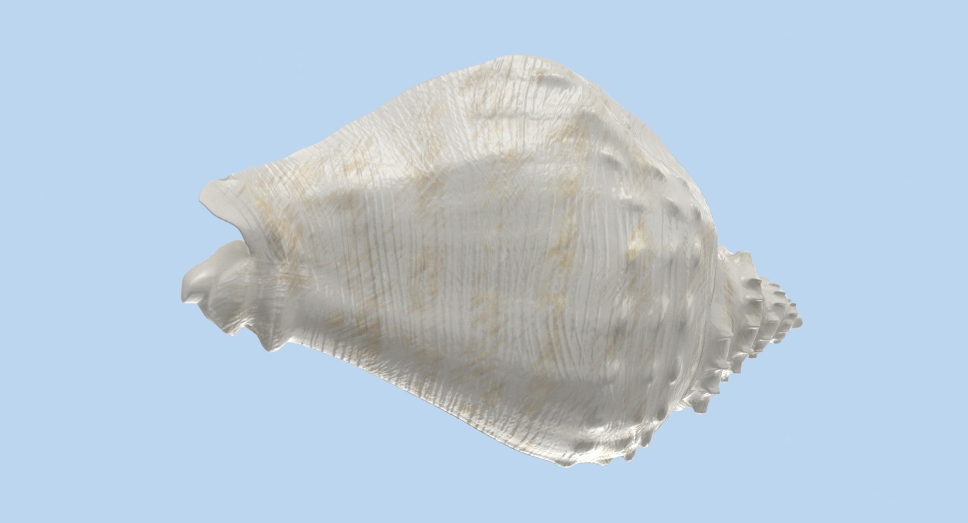 3D Conch-shells---shell-02 Model - TurboSquid 1155458