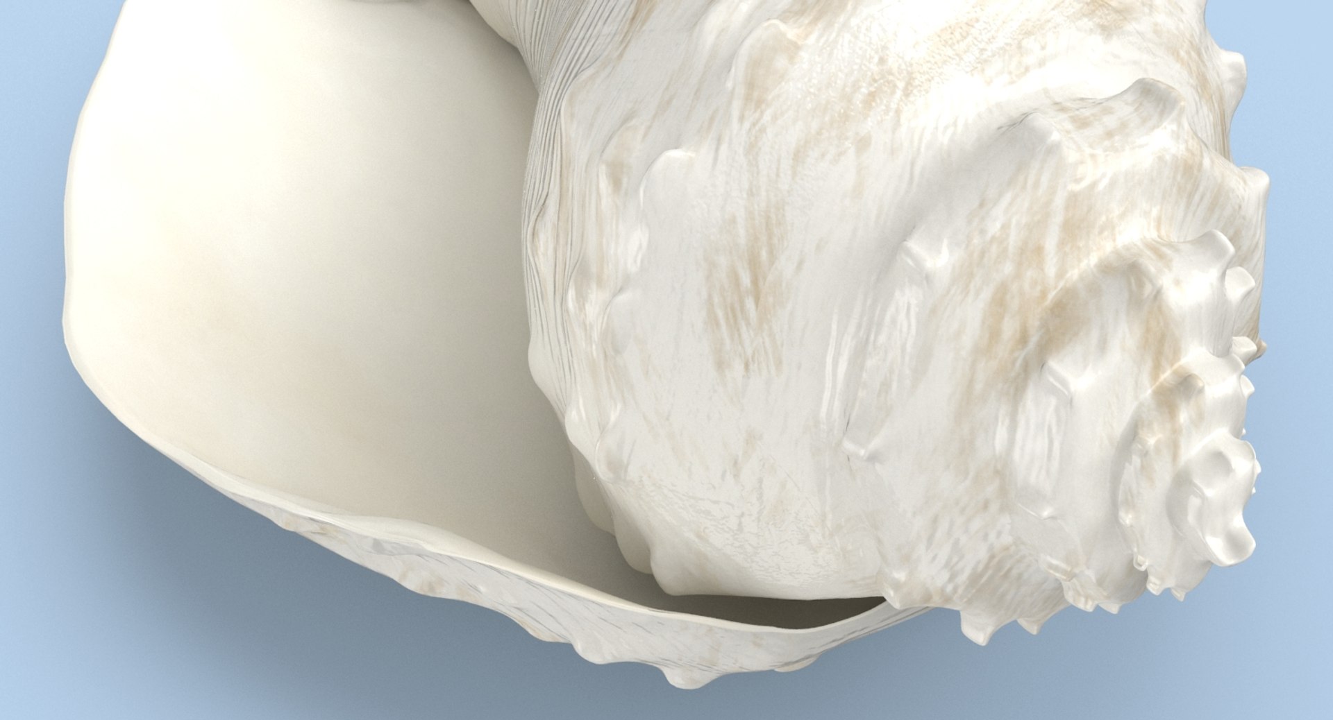 3D Conch-shells---shell-02 Model - TurboSquid 1155458