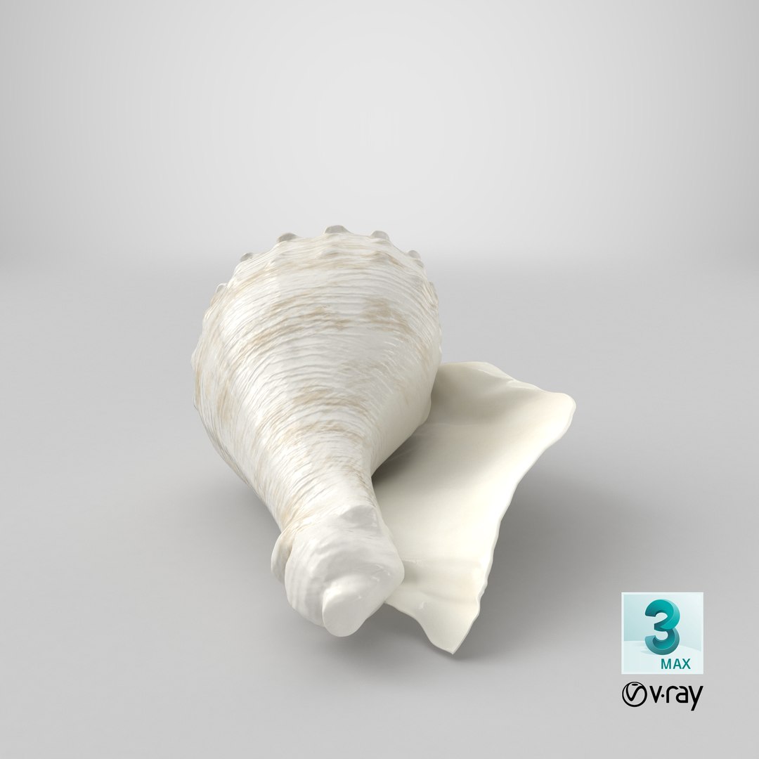 3D Conch-shells---shell-02 Model - TurboSquid 1155458