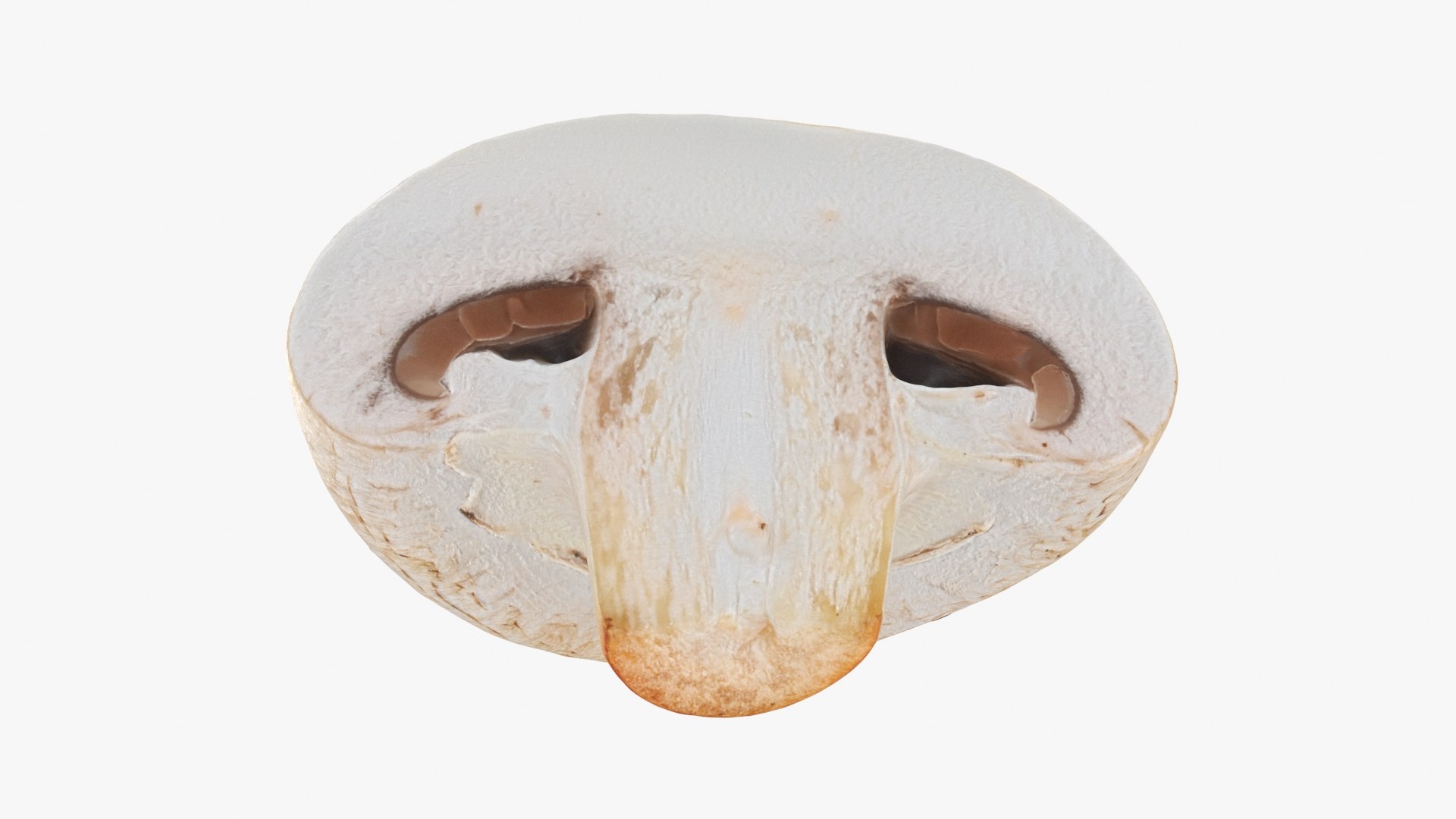 Half Champignon Mushroom 3D Model - TurboSquid 2244707