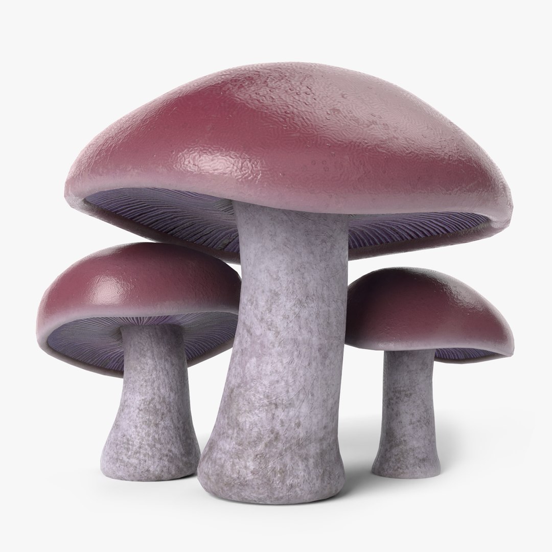 Blewit Mushrooms 3D Model - TurboSquid 1591759