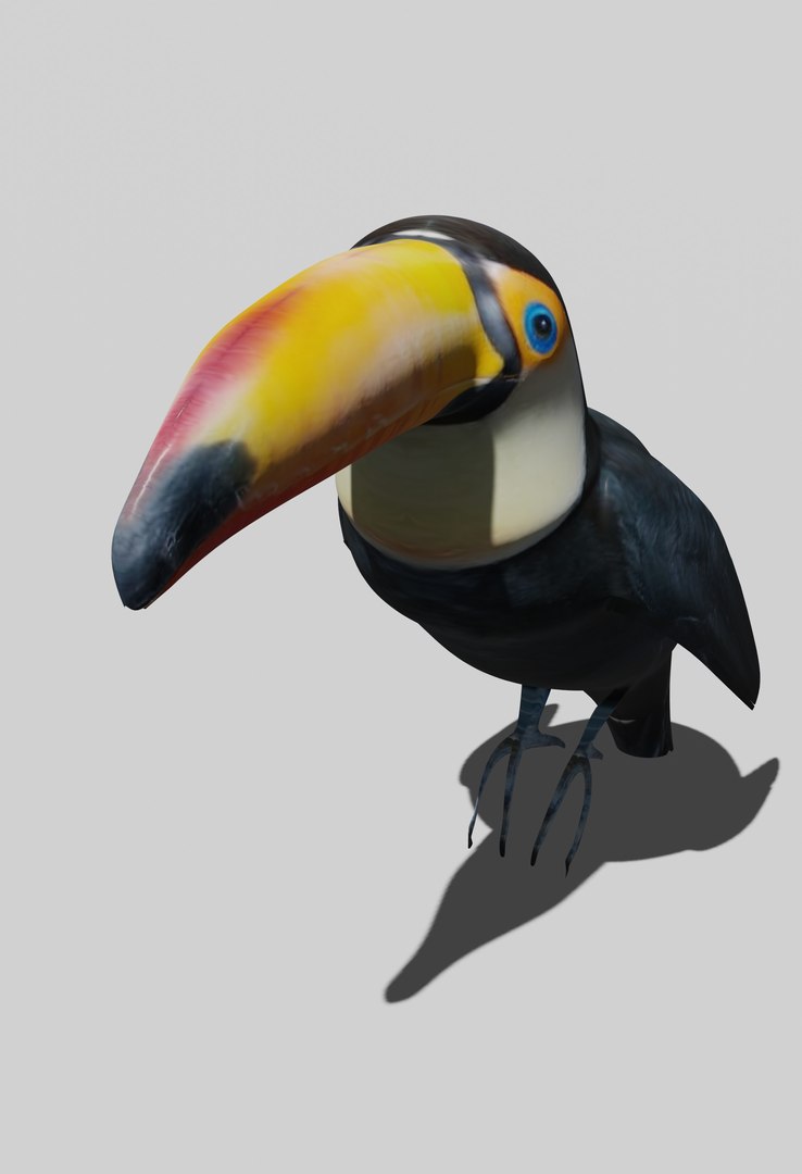 3D Model Realistic Toucan OBJ - TurboSquid 2008114