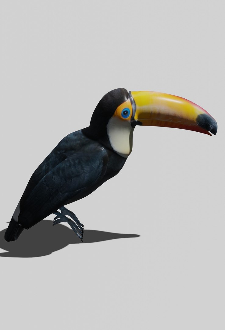 3D Model Realistic Toucan OBJ - TurboSquid 2008114