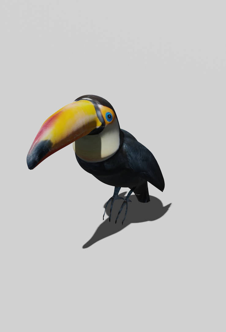 3D Model Realistic Toucan OBJ - TurboSquid 2008114