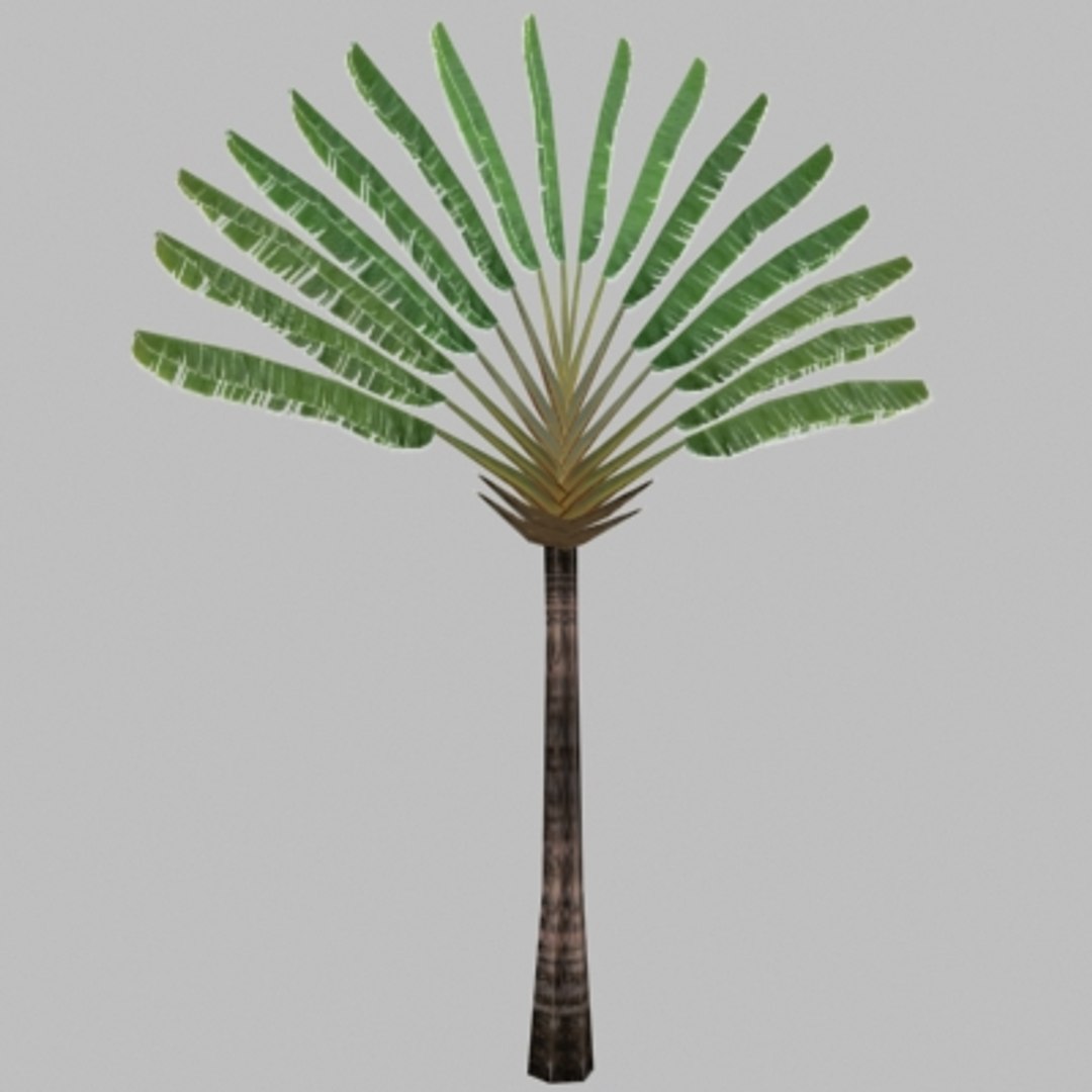 Traveler Tree Palm 3d Model