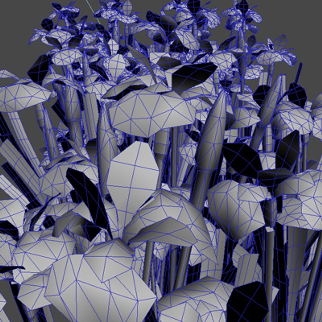 Iris Plants Flowers 3d Model