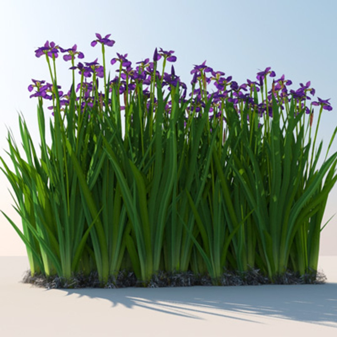 Iris Plants Flowers 3d Model