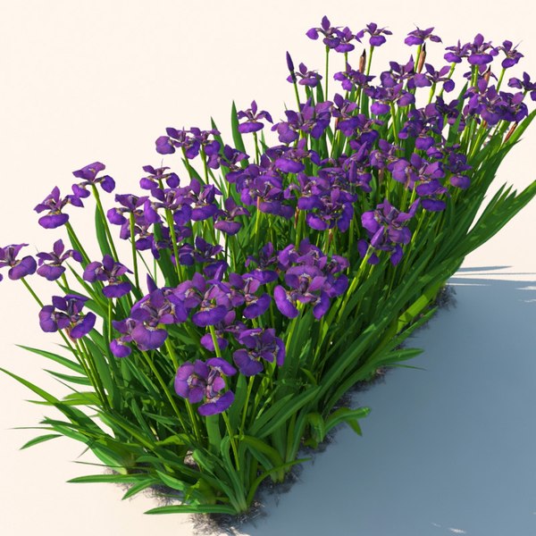 iris plants flowers 3d model