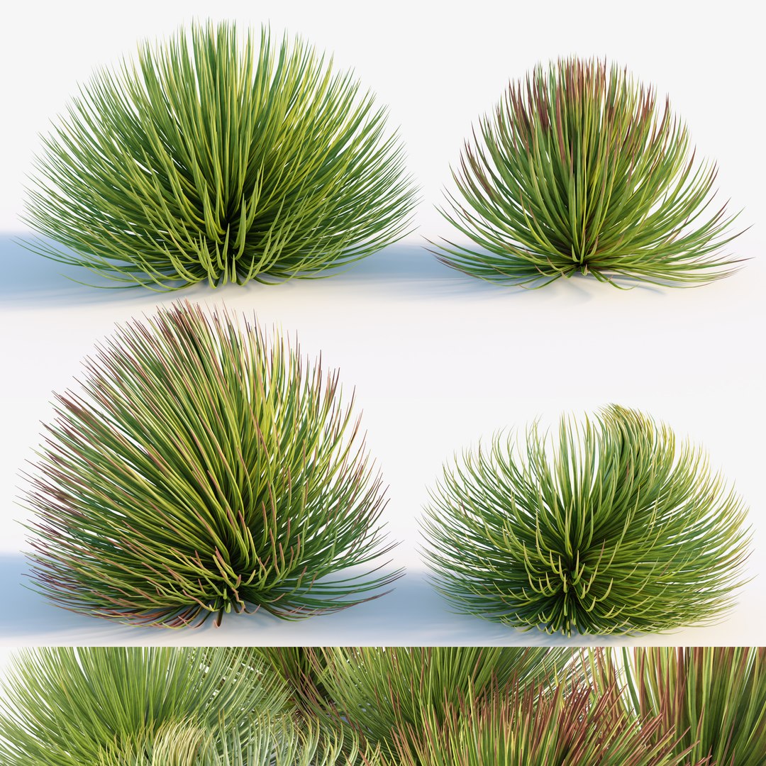 3D Agave Stricta - TurboSquid 1935566