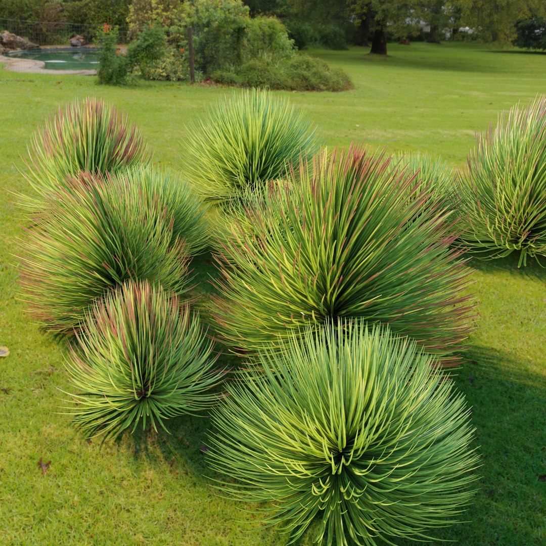 3D Agave Stricta - TurboSquid 1935566