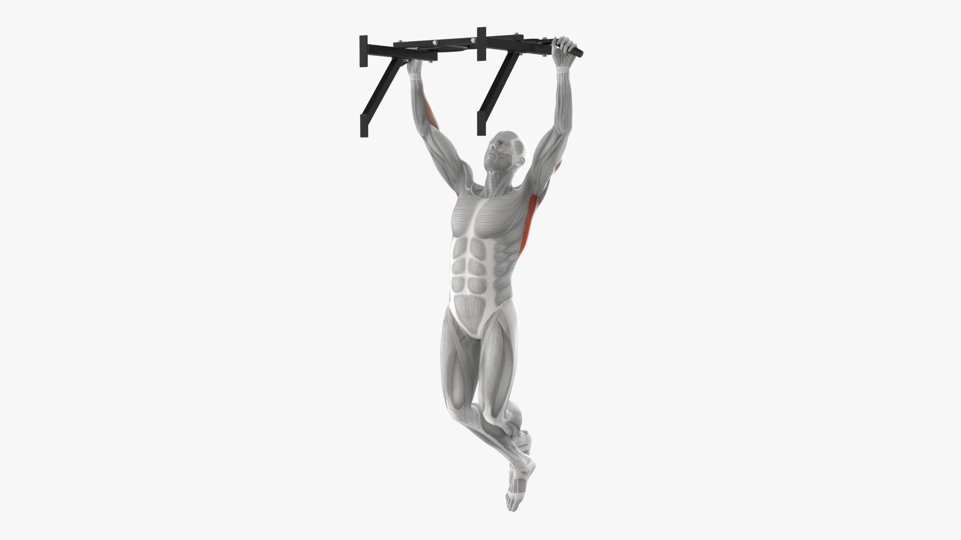 Male Muscular System Pull-up Excersise 3D Model - TurboSquid 2447038