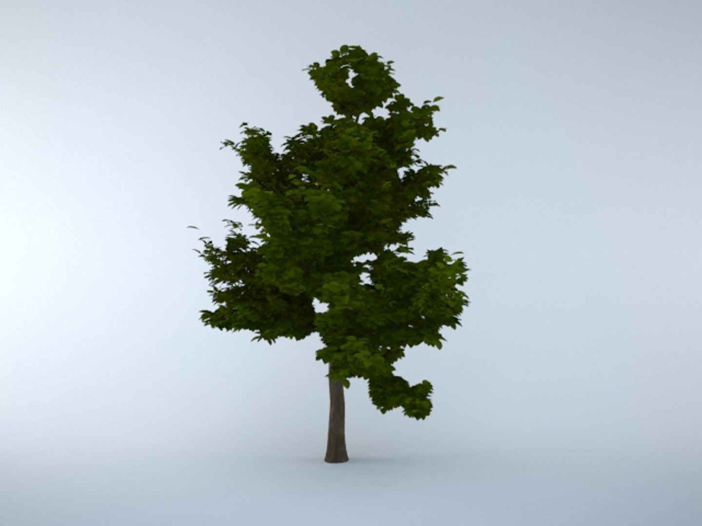 Tree 3d Model