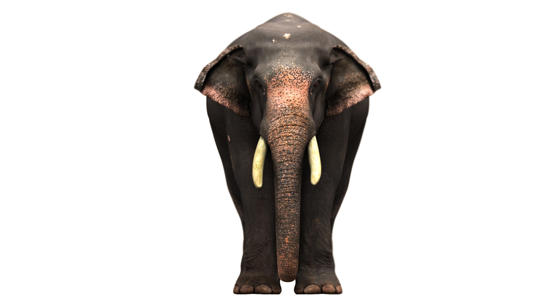Asian Elephant Rig 3D Model - TurboSquid 1586113
