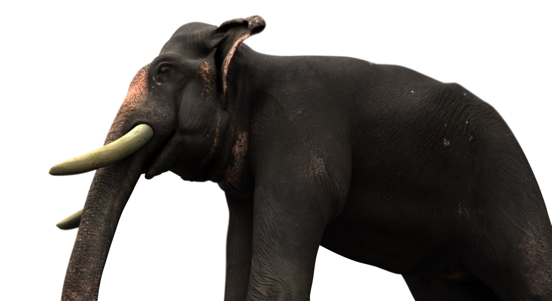 Asian Elephant Rig 3D Model - TurboSquid 1586113