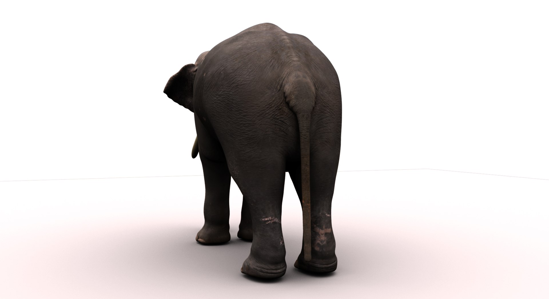 Asian Elephant Rig 3D Model - TurboSquid 1586113