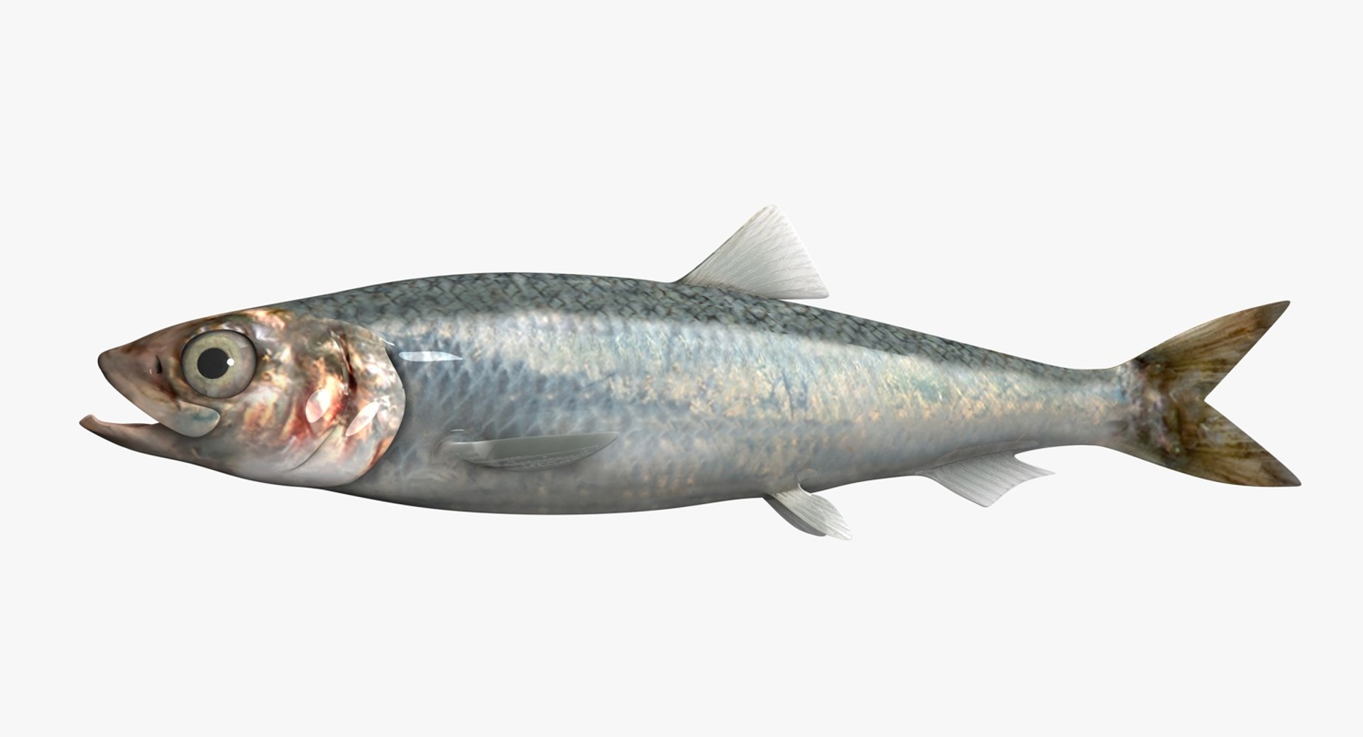 3D Realistic Atlantic Herring - TurboSquid 1187912