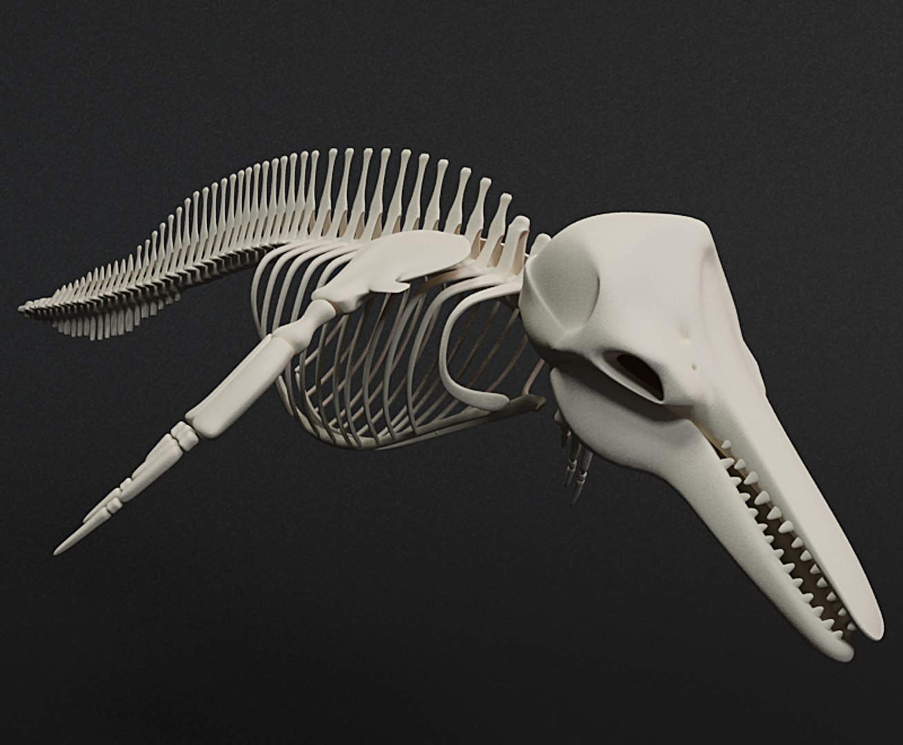 Max Dolphin Skeleton Animal