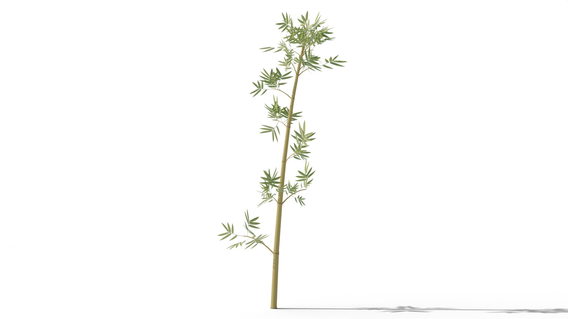 3D Bamboo Model - TurboSquid 2226553