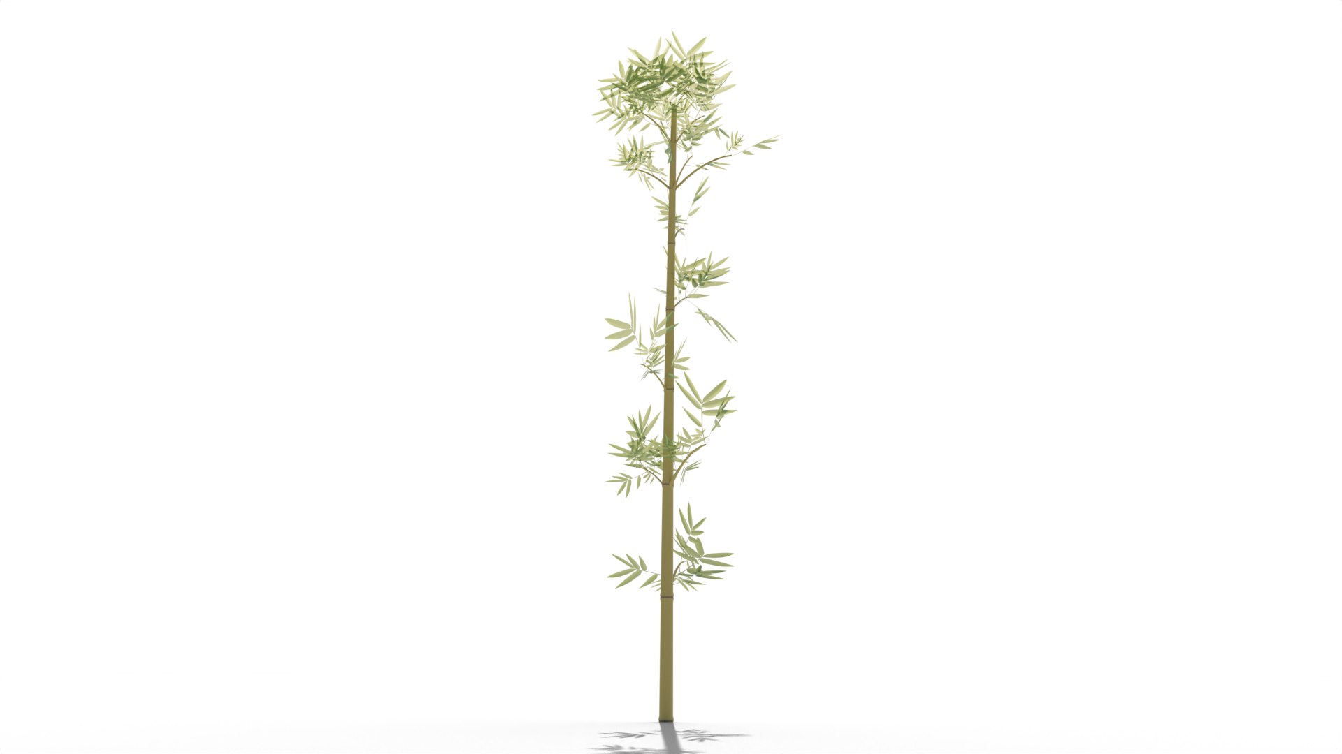 3D Bamboo Model - TurboSquid 2226553