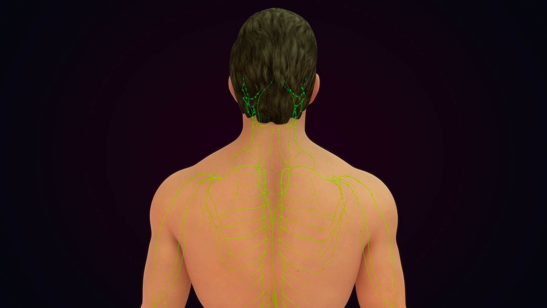 3D Human Natural Body With Lymph Nodes - TurboSquid 1891477