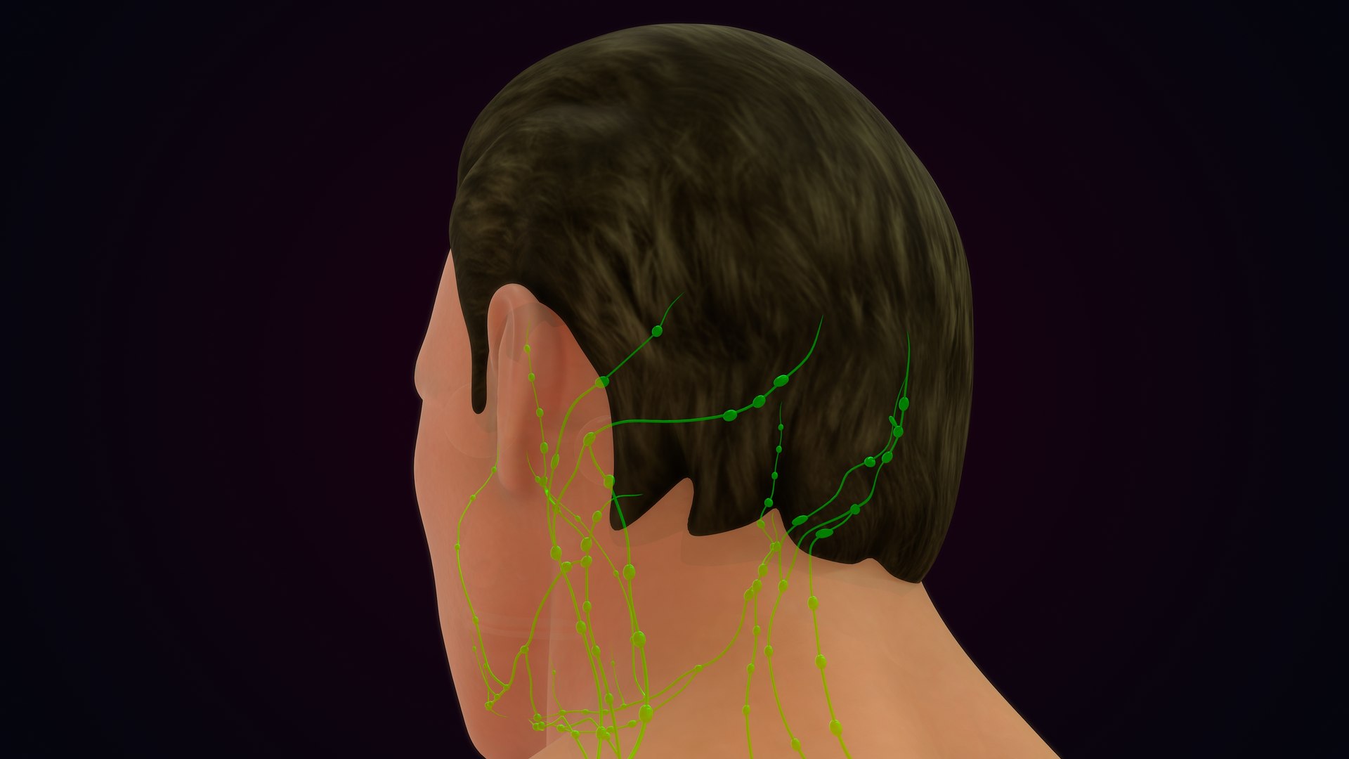 3D Human Natural Body With Lymph Nodes - TurboSquid 1891477