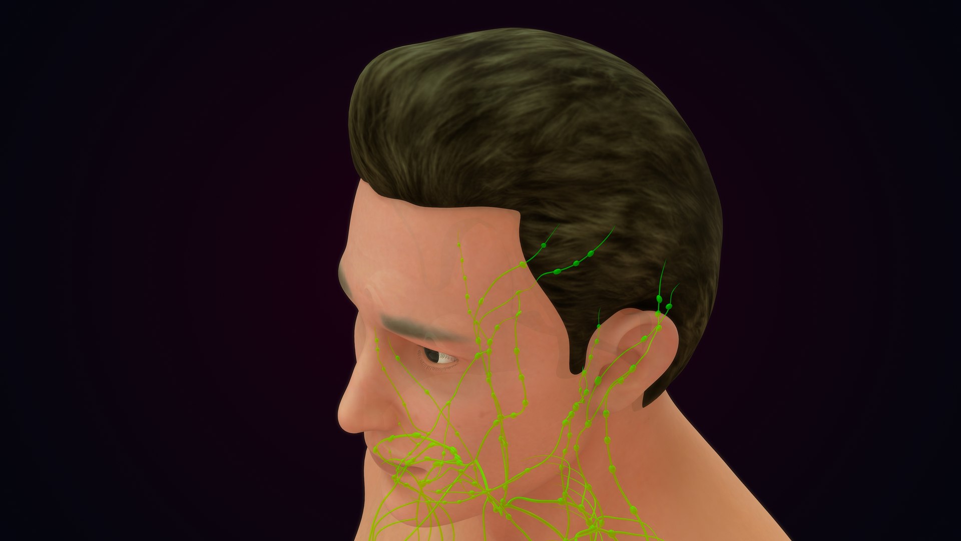 3D Human Natural Body With Lymph Nodes - TurboSquid 1891477