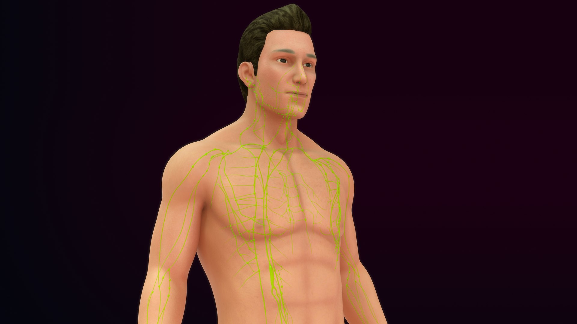 3D Human Natural Body With Lymph Nodes - TurboSquid 1891477