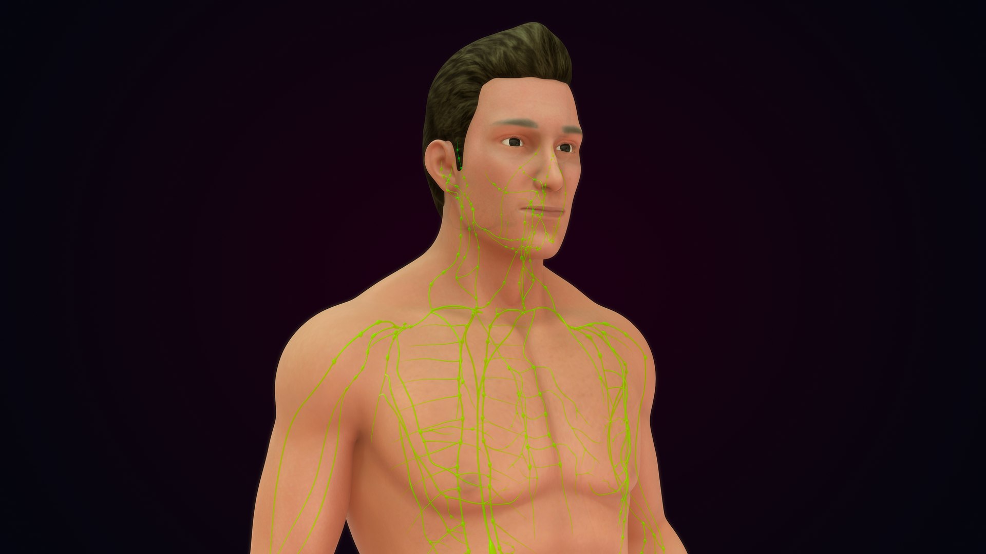 3D Human Natural Body With Lymph Nodes - TurboSquid 1891477