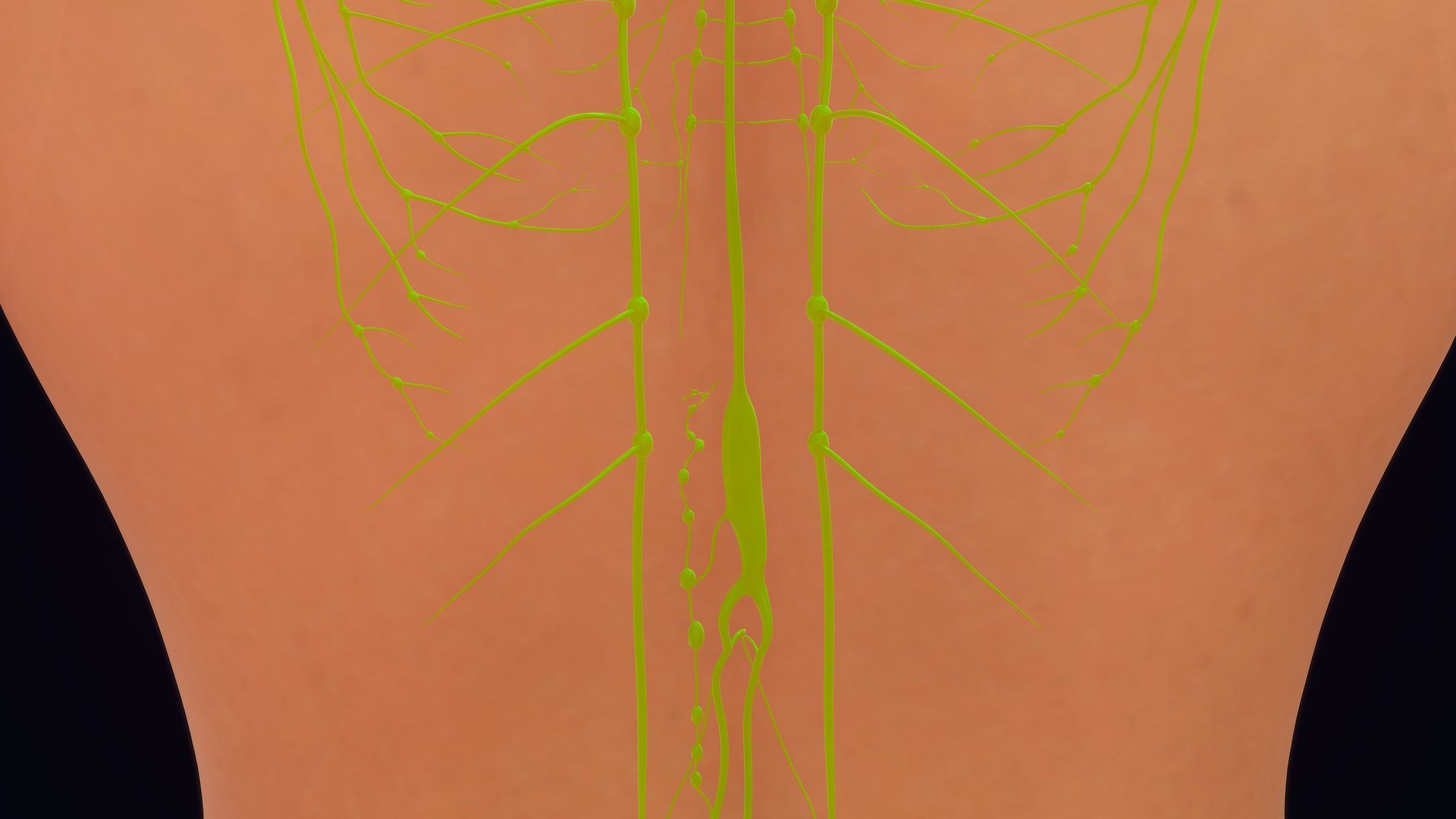 3D Human Natural Body With Lymph Nodes - TurboSquid 1891477