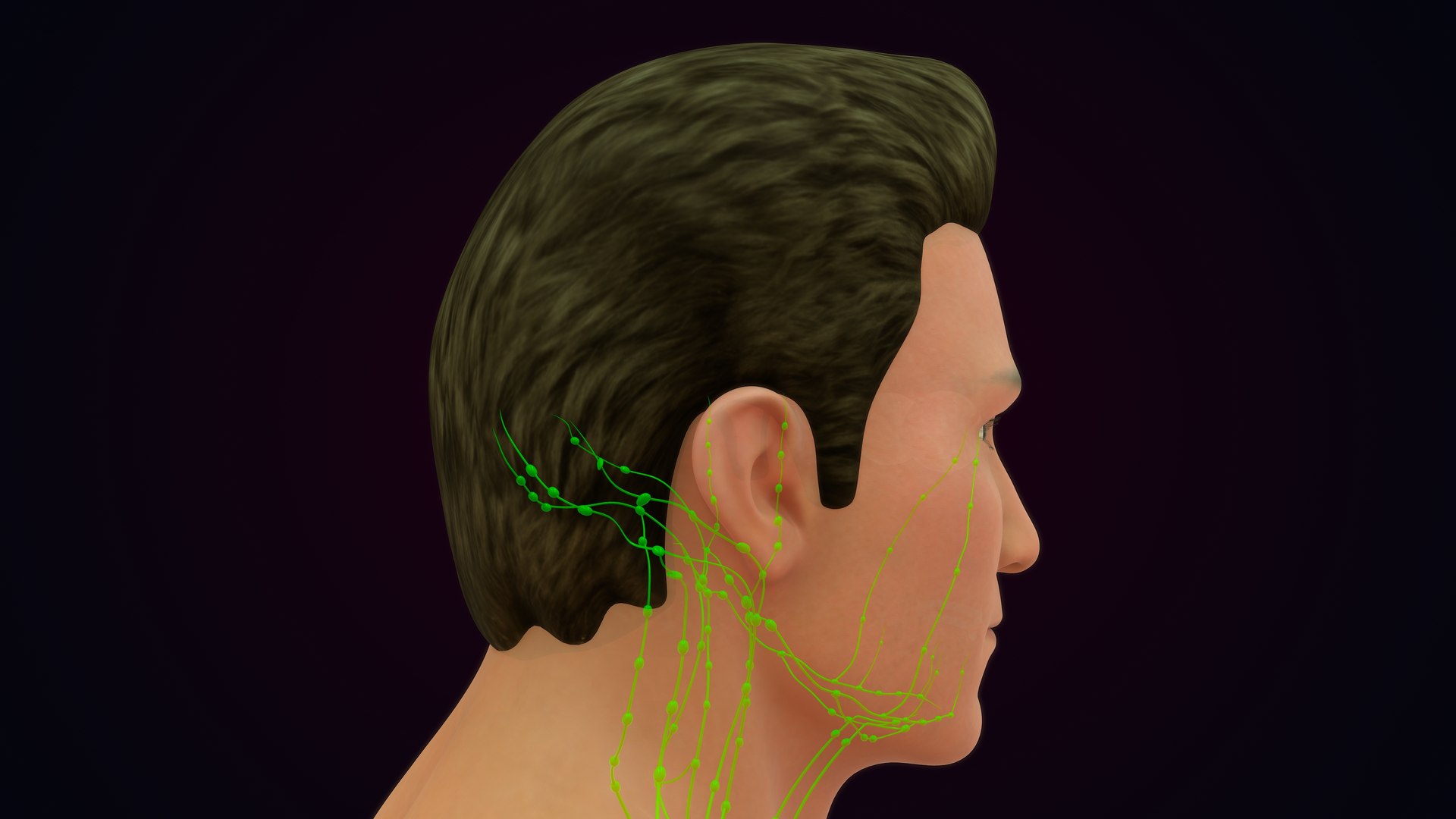 3D Human Natural Body With Lymph Nodes - TurboSquid 1891477